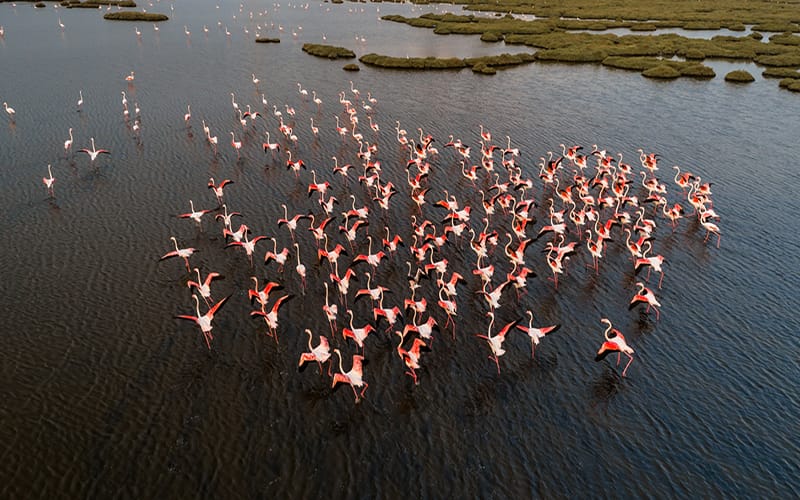 Migratory birds in Konya Turkey - Turkish Connextions