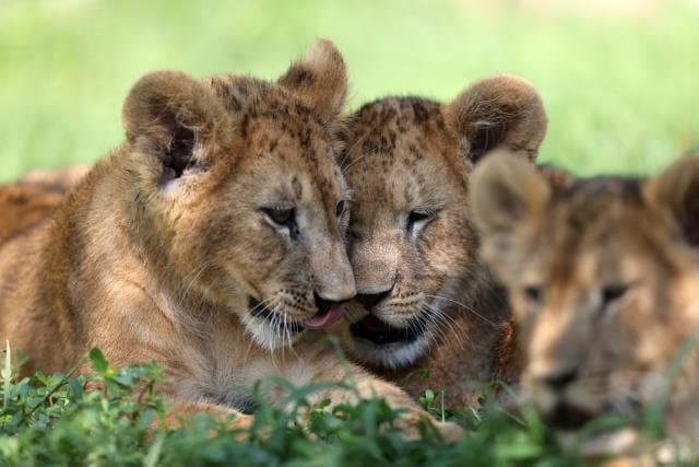 Bursa Zoo’s New Cubs Take Their First Steps Outside - Turkish Connextions